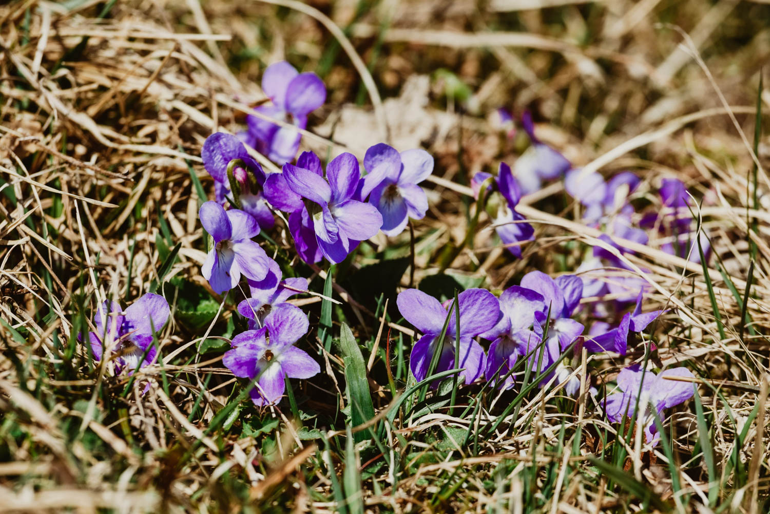 Find Out How To: Identify Common Illinois Lawn Weeds - Elite Lawn Care