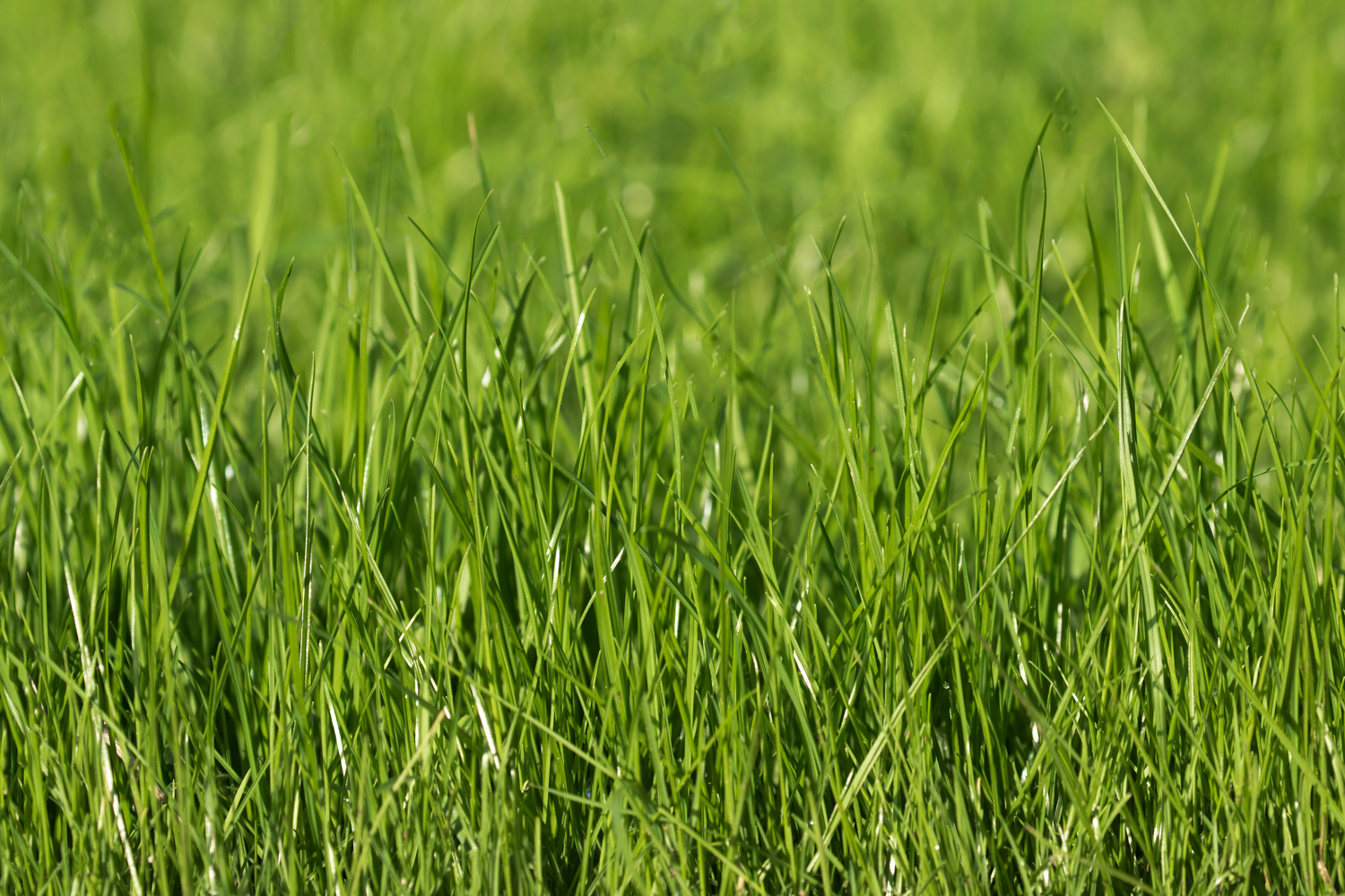Grass Identification Guide For Illinois - Elite Lawn Care
