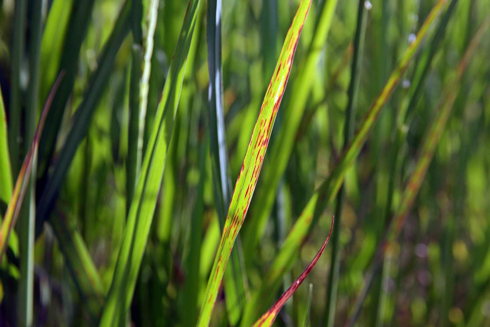 Identifying And Treating Leaf Spot Elite Lawn Care