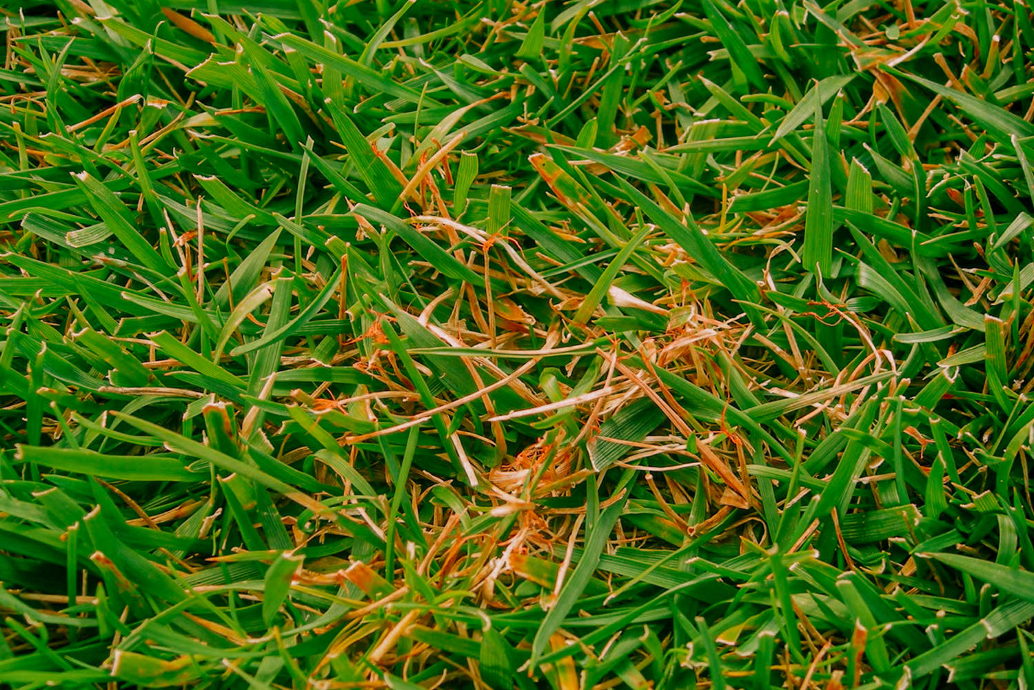 Identifying & Treating Red Thread - Elite Lawn Care