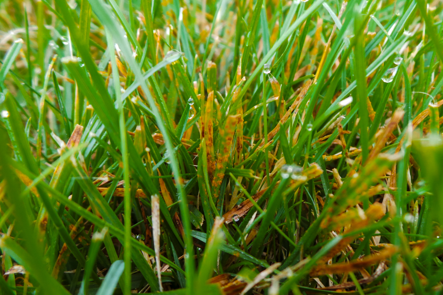 Identifying & Treating Lawn Rust - Elite Lawn Care