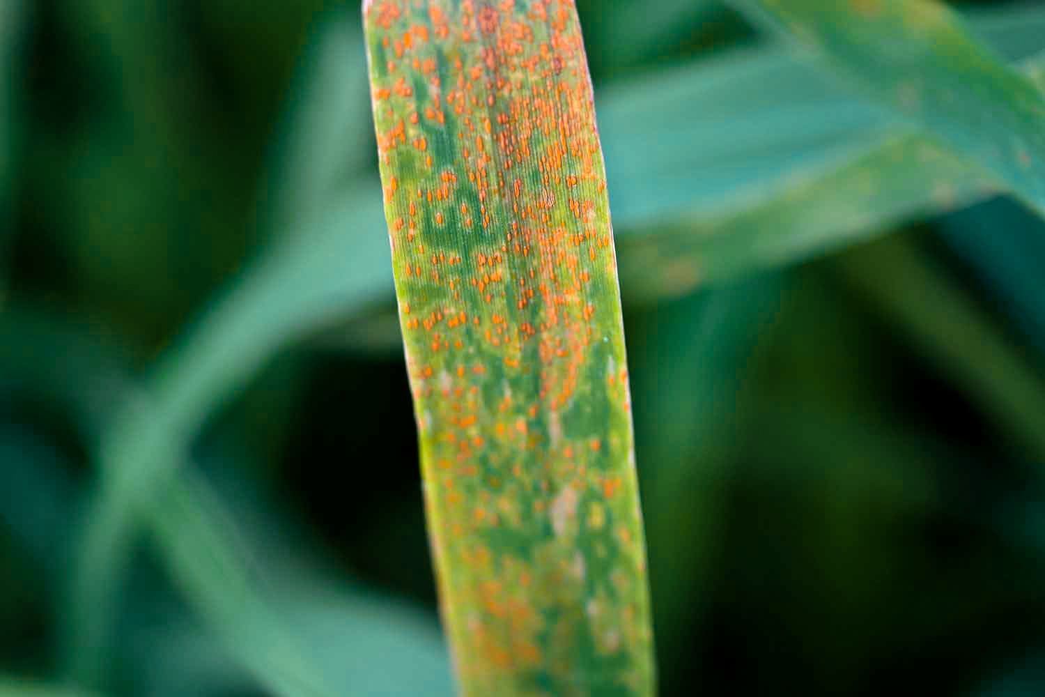 Identifying & Treating Lawn Rust - Elite Lawn Care