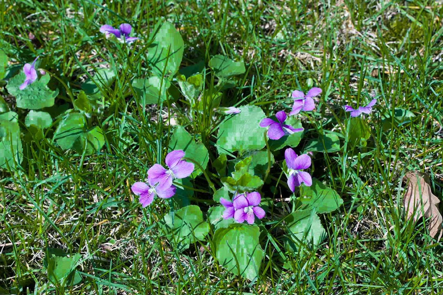 What Is Wild Violet Elite Lawn Care