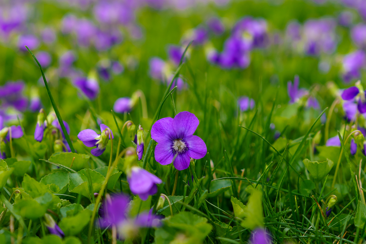 What Is Wild Violet? - Elite Lawn Care