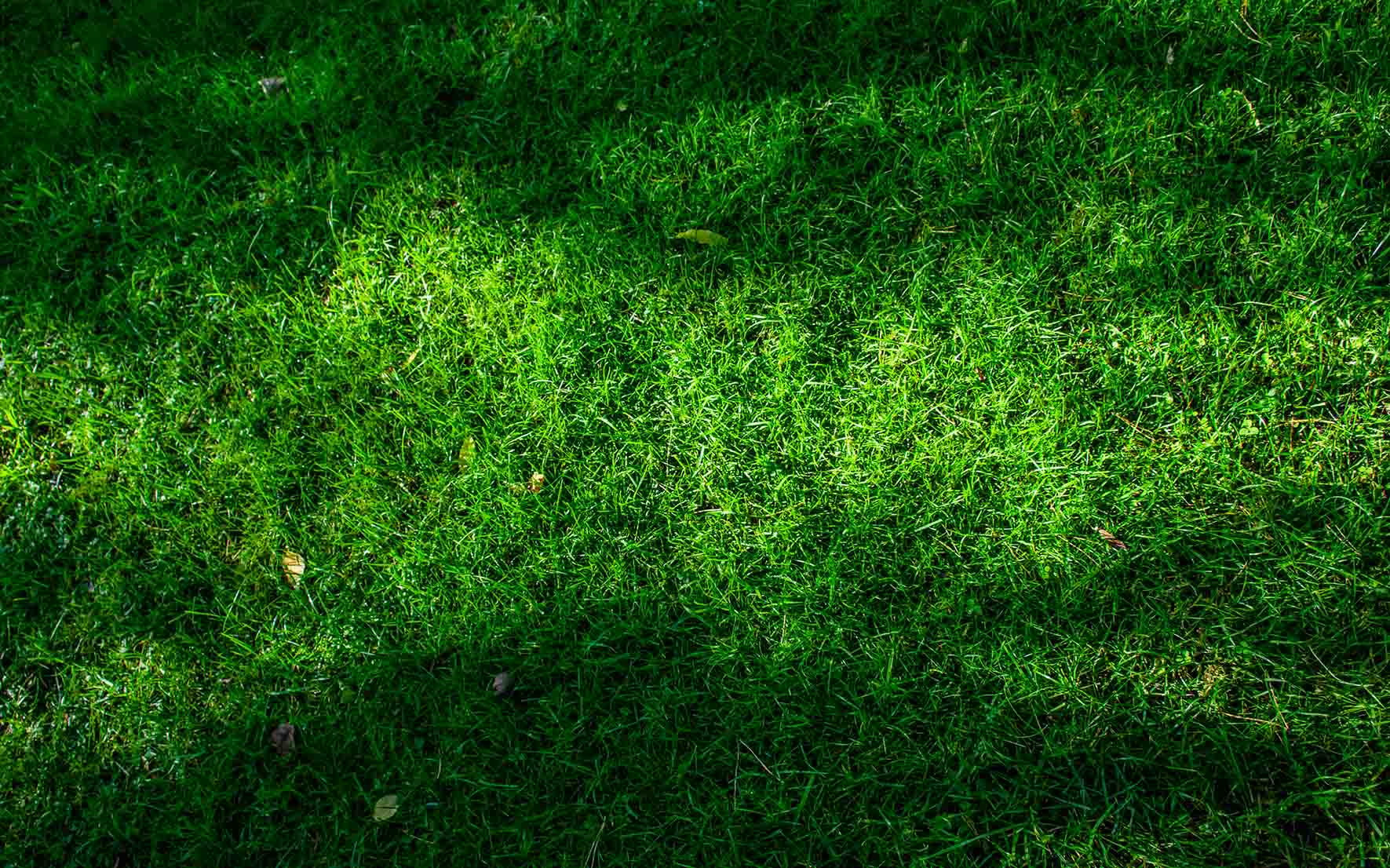 The Most Prevalent Grasses Found in Illinois Lawns - Elite Lawn Care