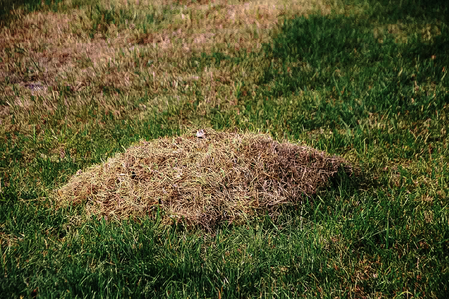 Identifying & Treating Red Thread - Elite Lawn Care